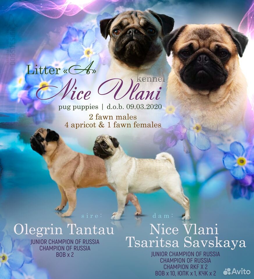 Элитные мопсики от Чемпионов