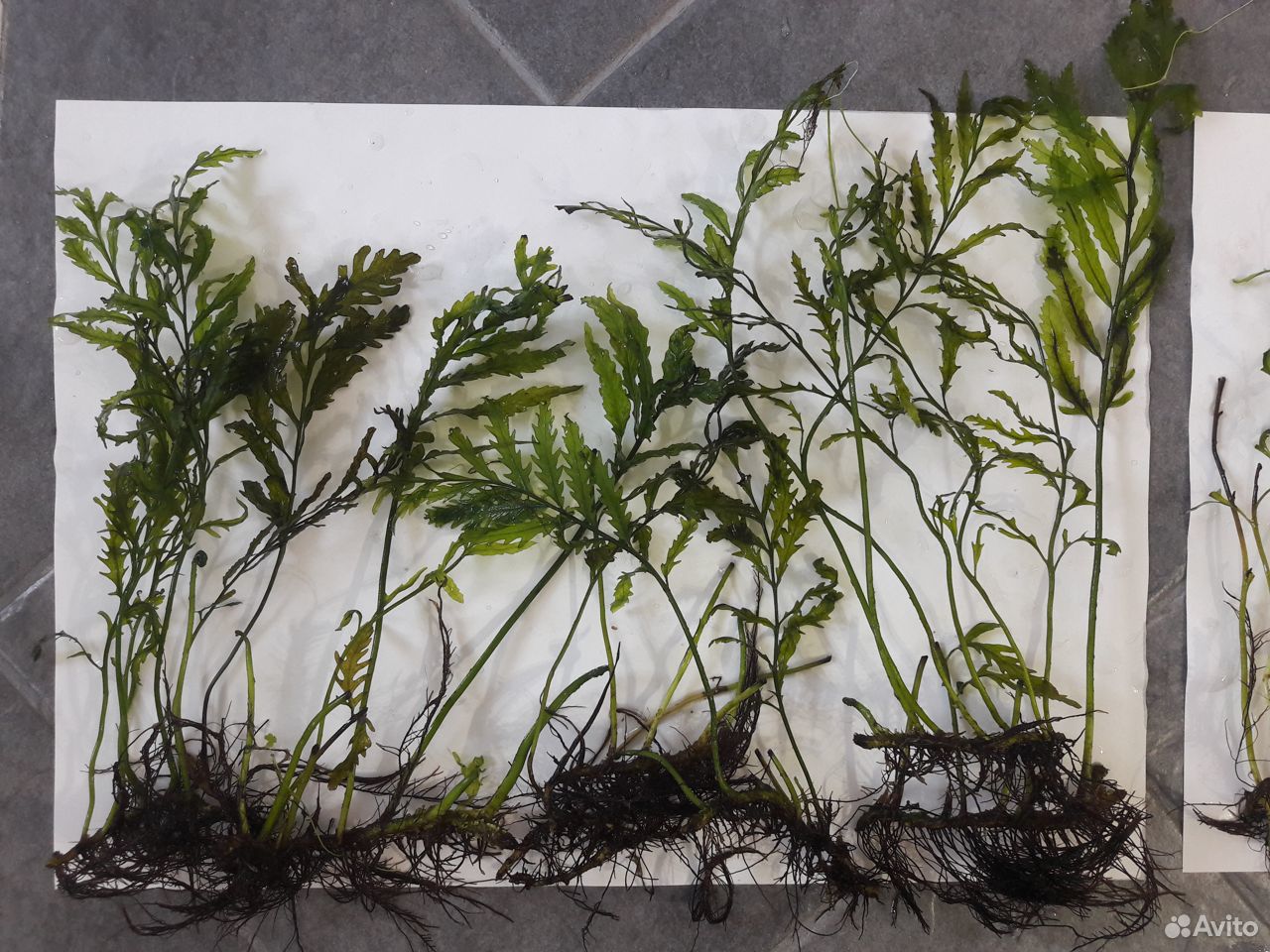 Папоротник аквариумный Больбитис + анубиас (много)