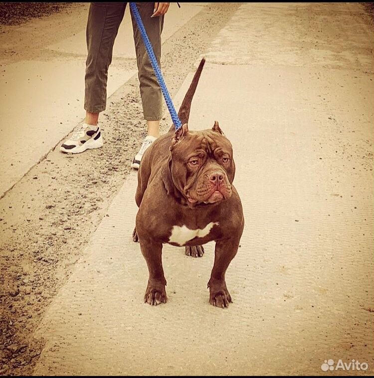 Вязка American Bully