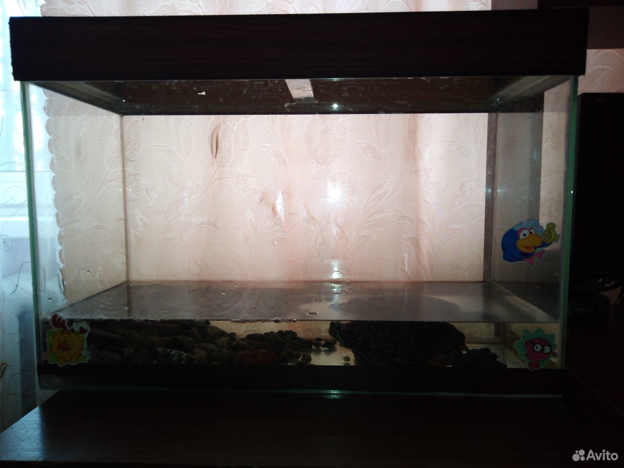 Продаётся красноухая черепаха