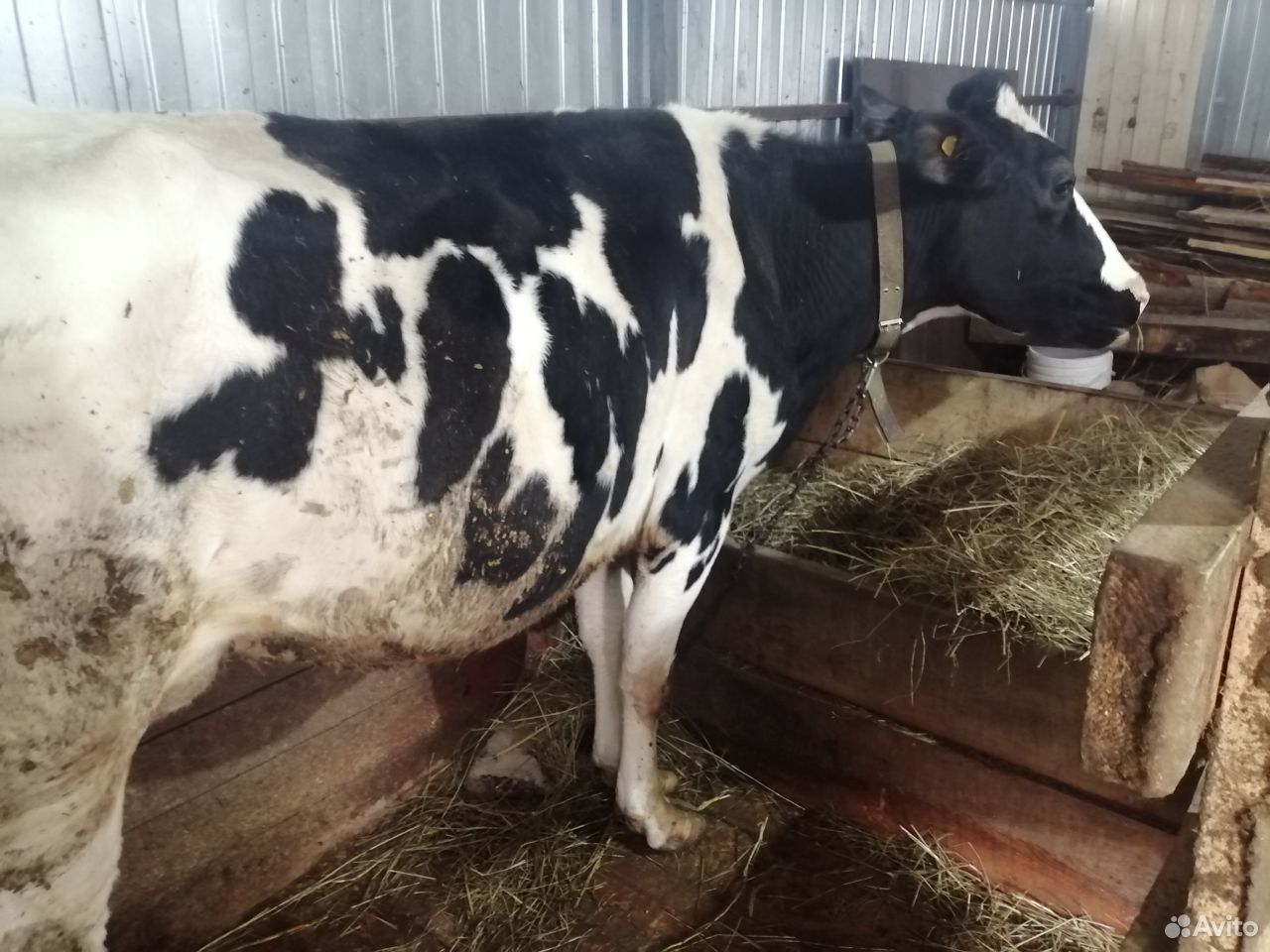 Продам коров и телят