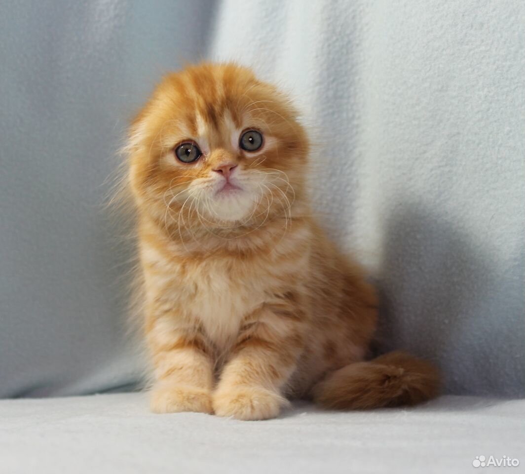 Рыжий солнечный мальчик породы хайленд фолд