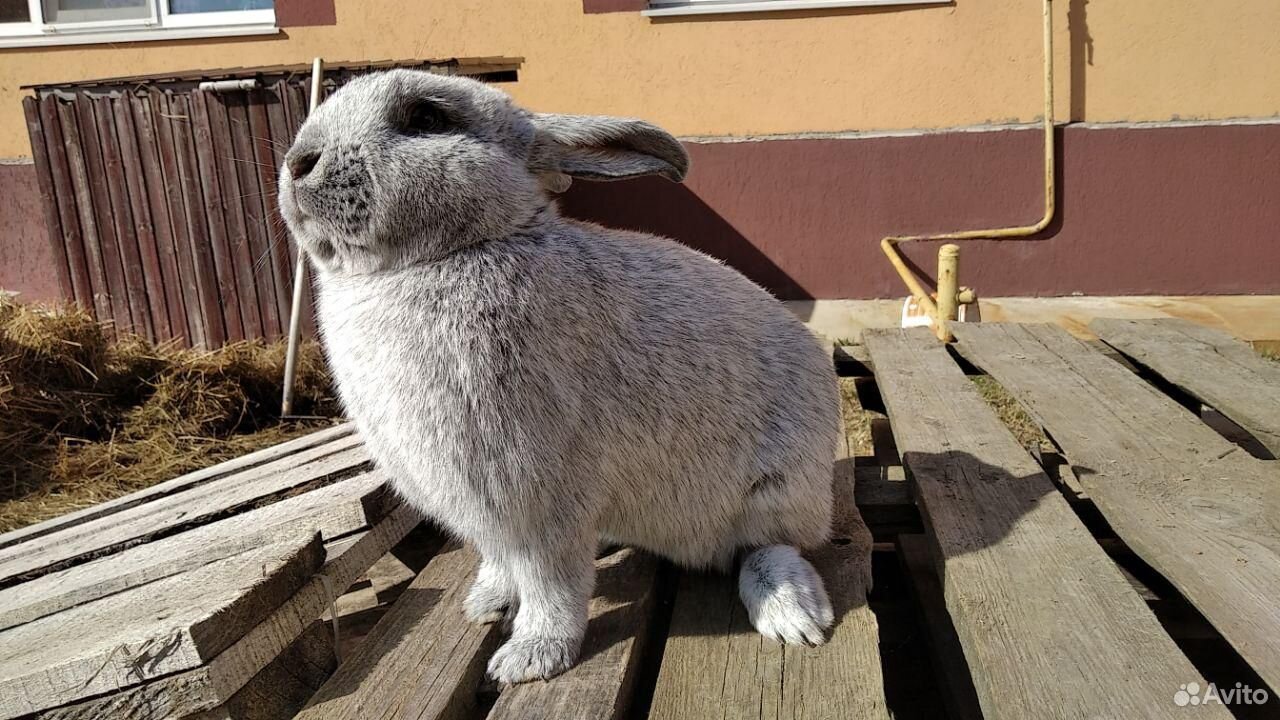 Большое Светлое Серебро (бсс)