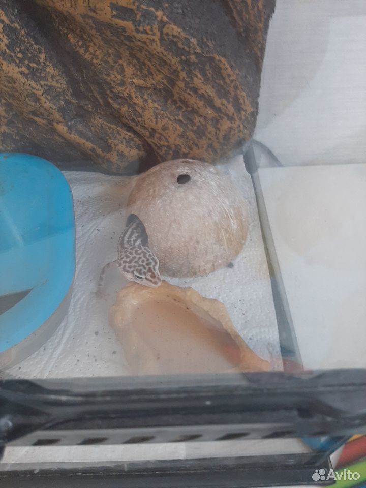 Эублефар Самка