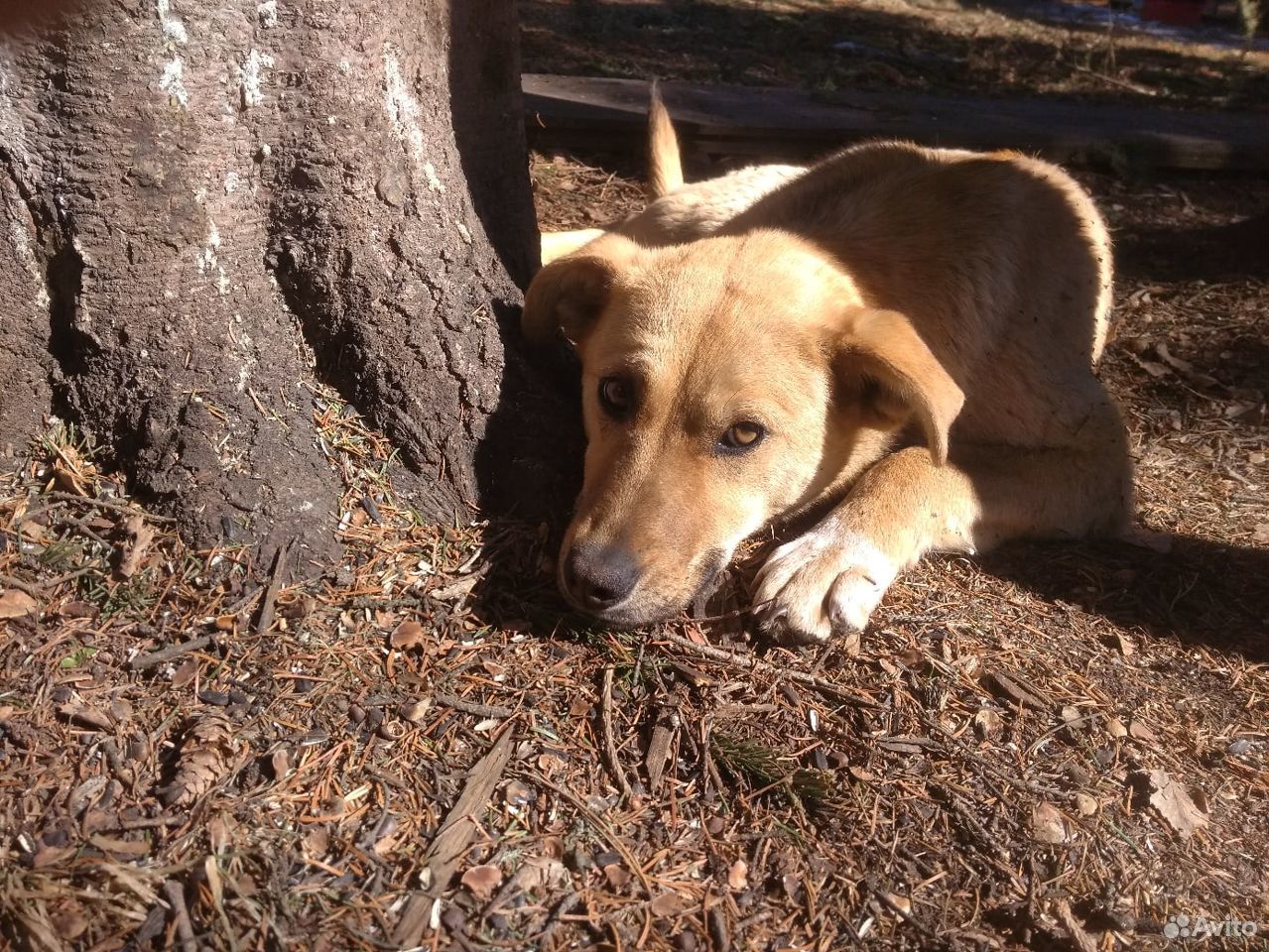 Собака девочка Стерильна