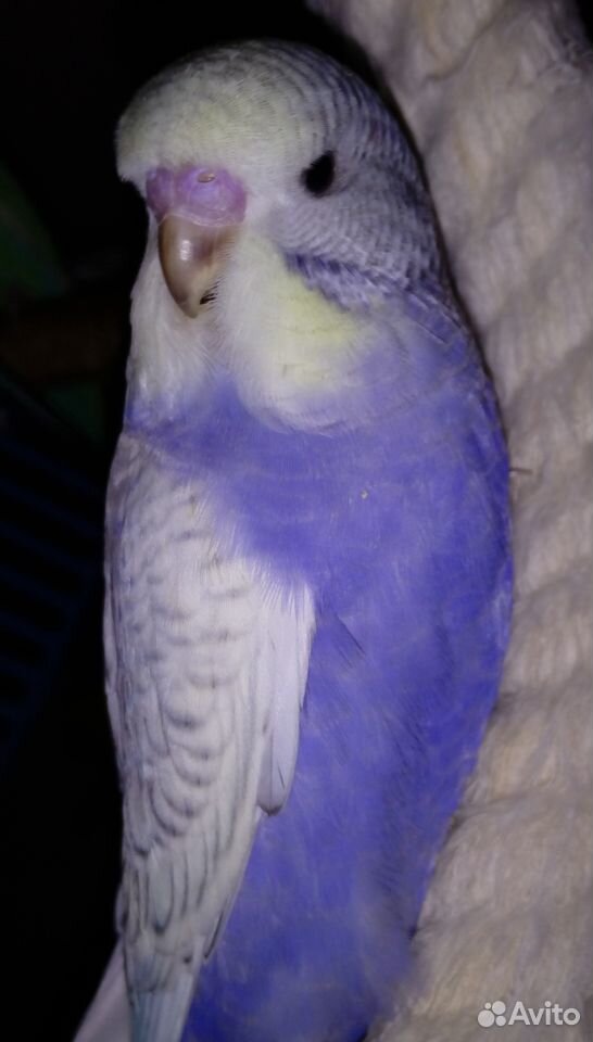 Желтолицый, кобальтовый птенчик, самечик