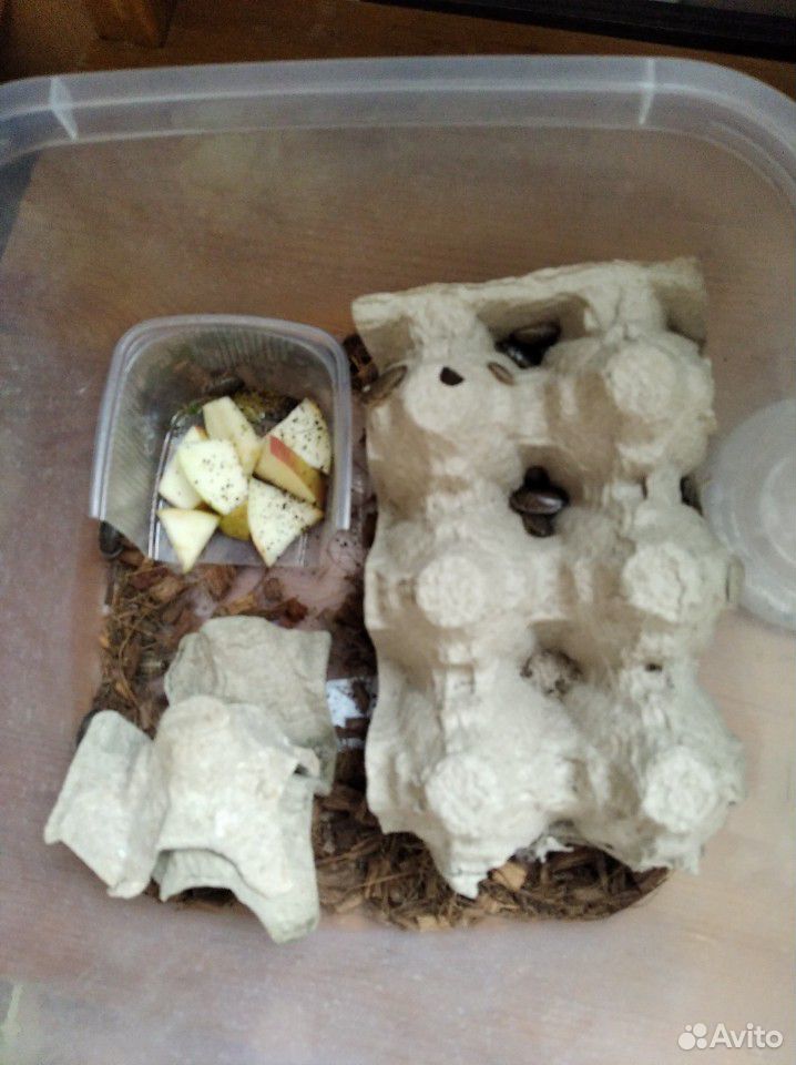 Аргентинские тараканы