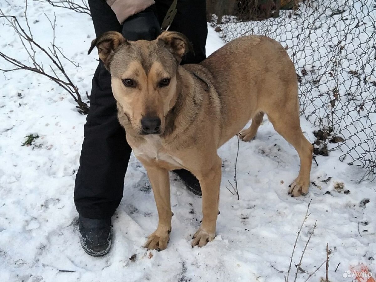 Стеша стерилизована и привита.Возраст 2 года