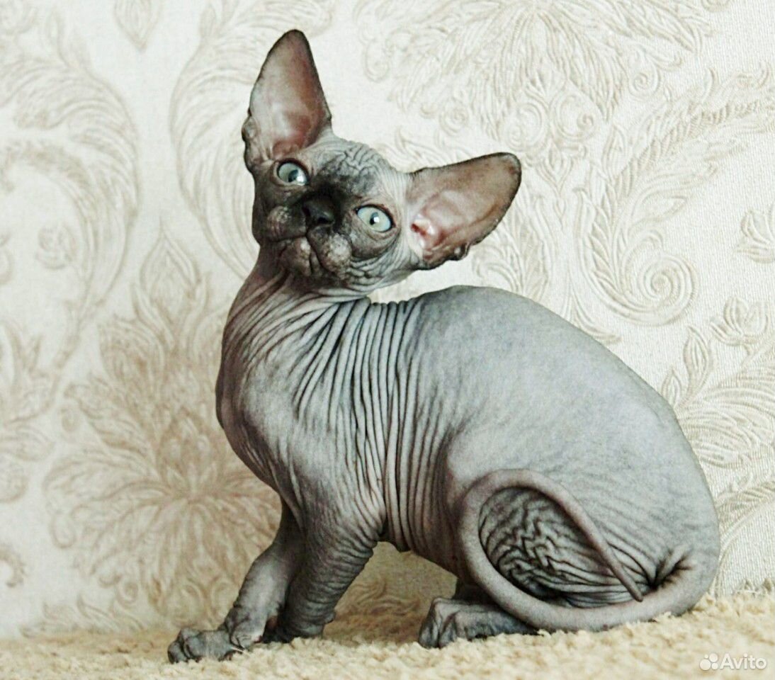 Зеленоглазое чудо