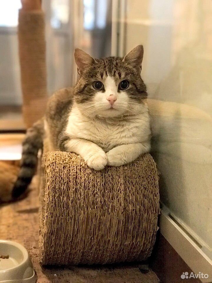 Бим-Бом, очаровательный кот, 3 года