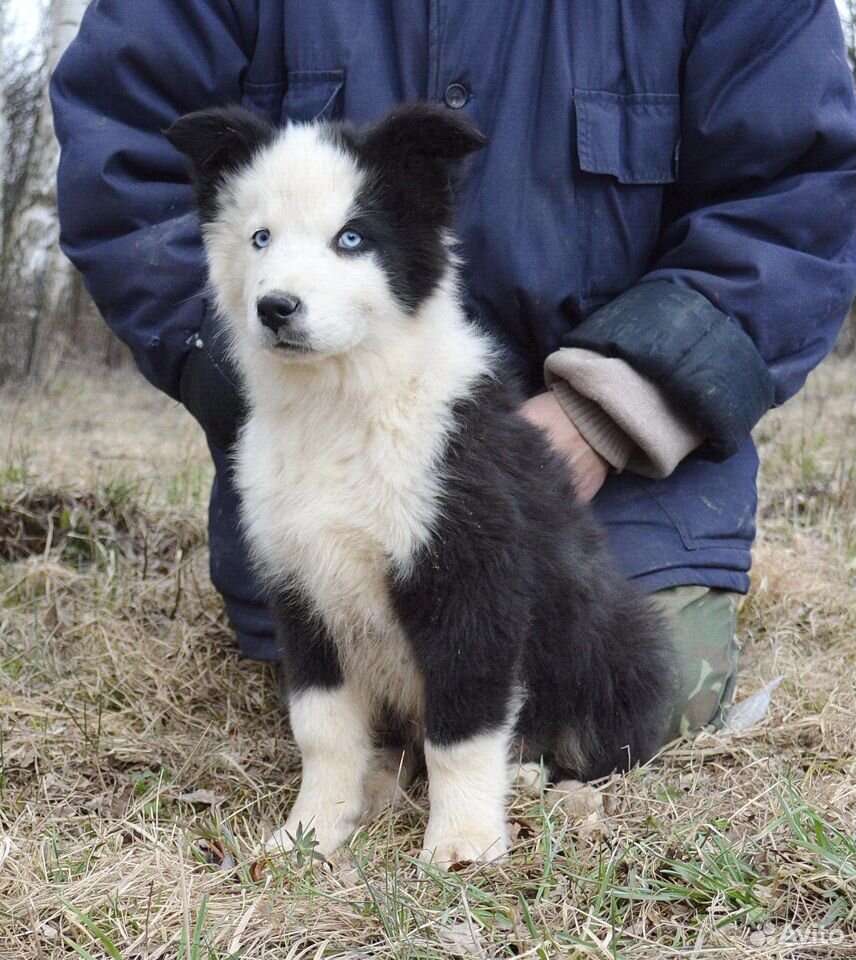 Мальчик якутской лайки