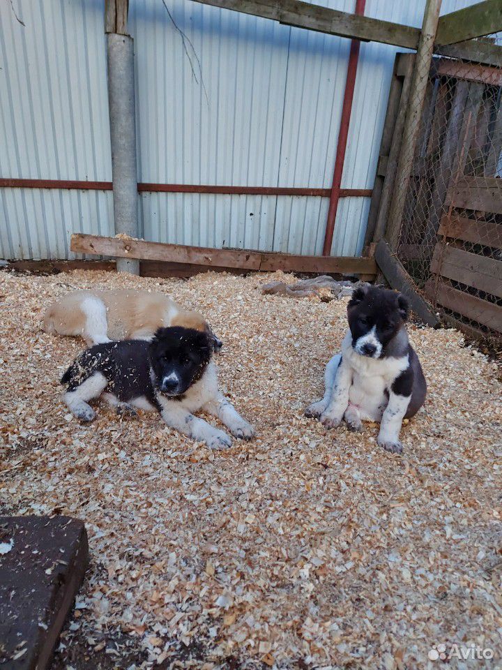 Малыши Среднеазиатской овчарки