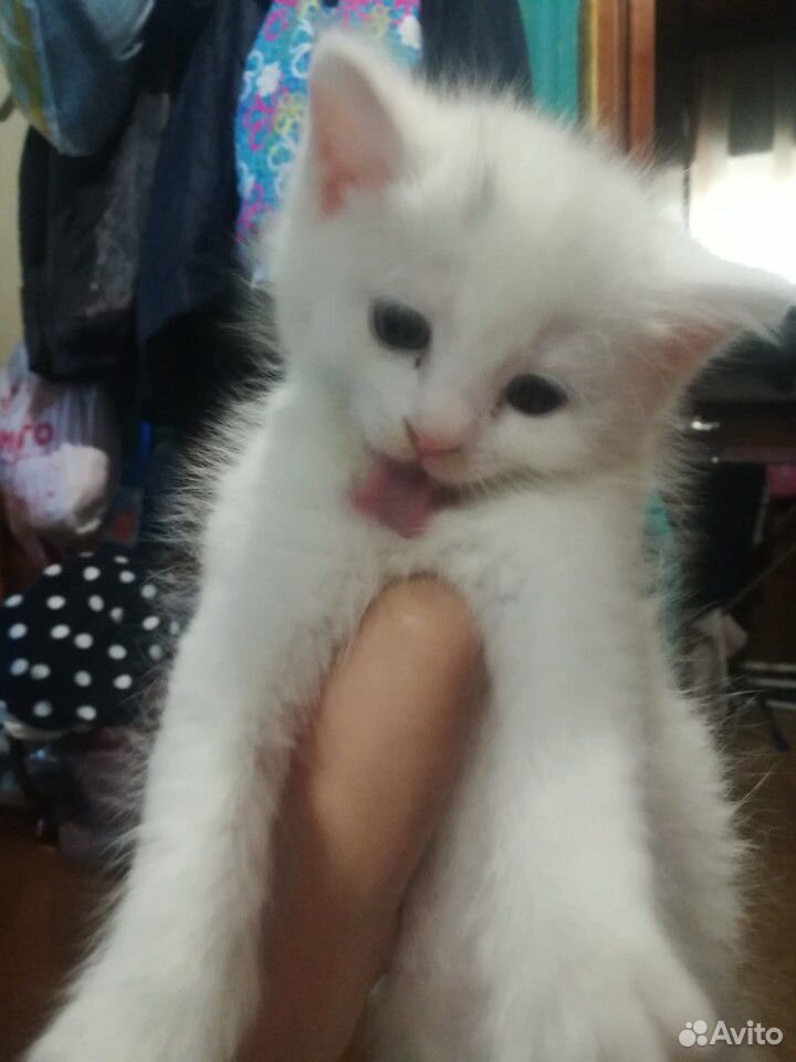 Котята