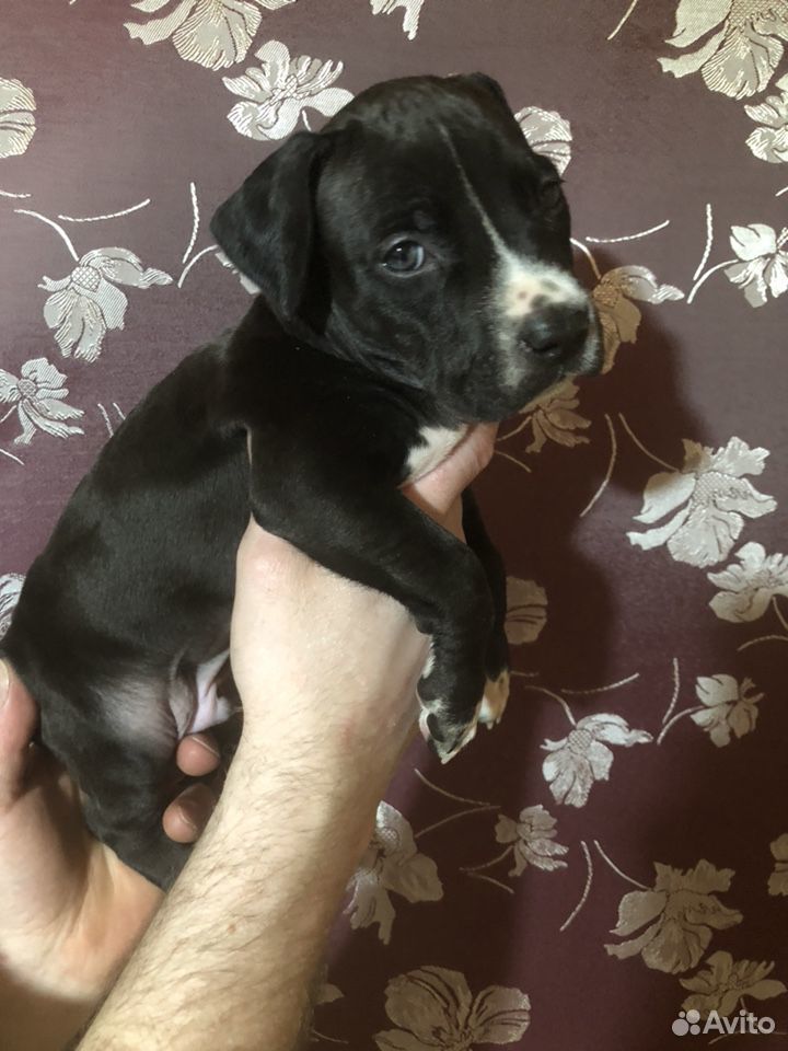 Чёрный кобель