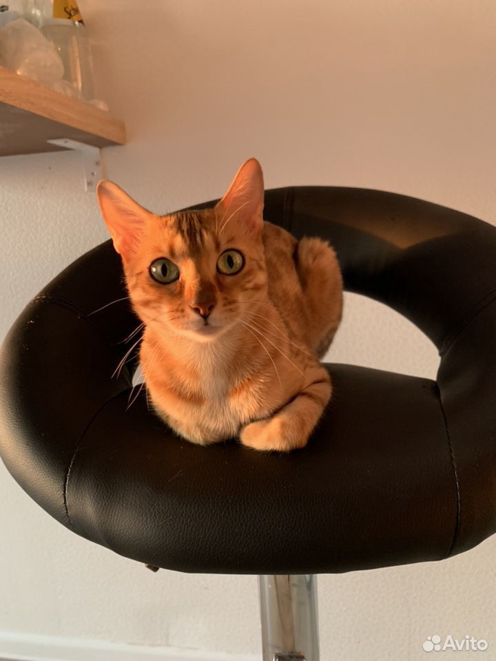 Бенгалка на вязку