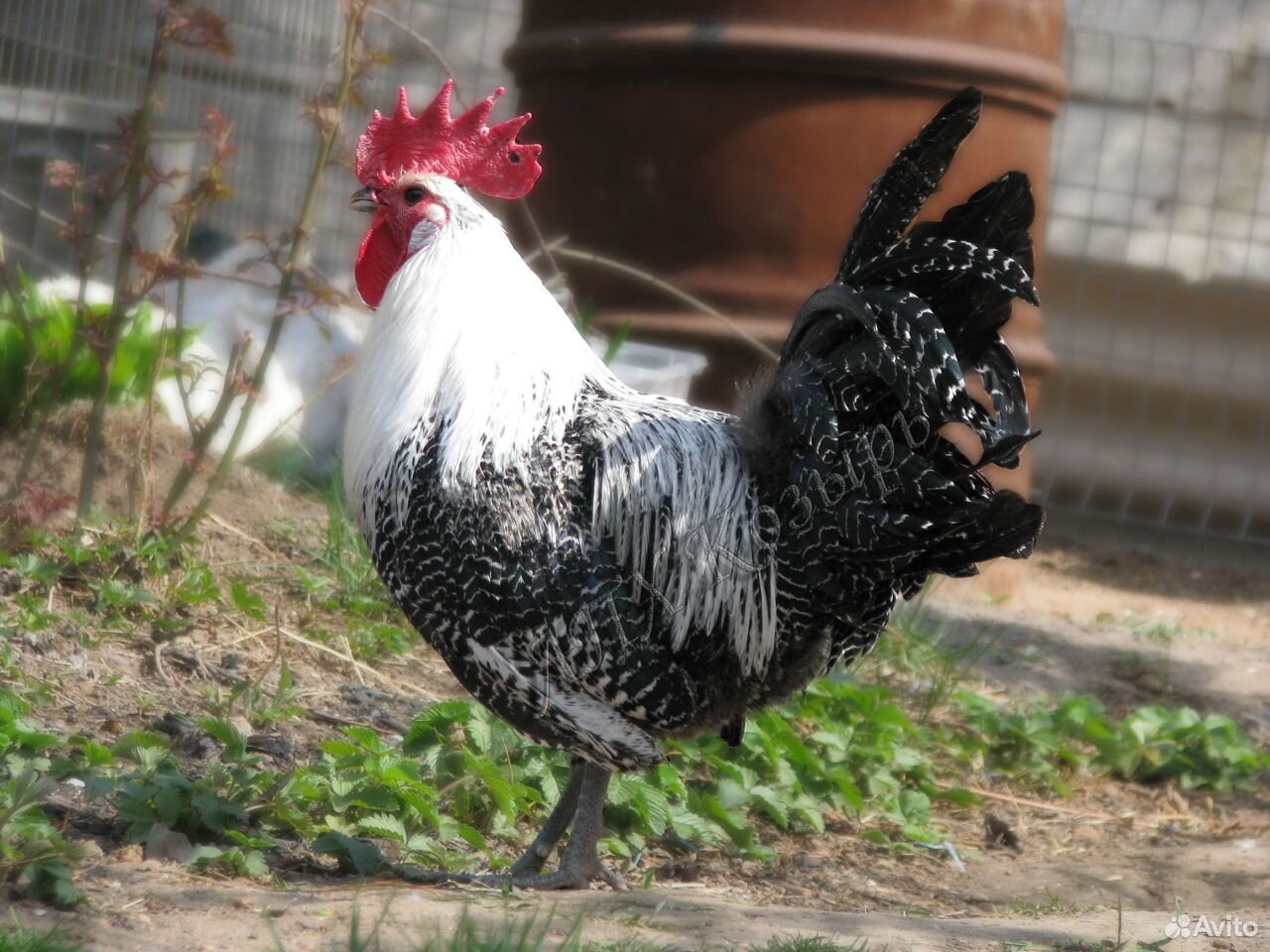 Инкубационное яйцо, цыплята