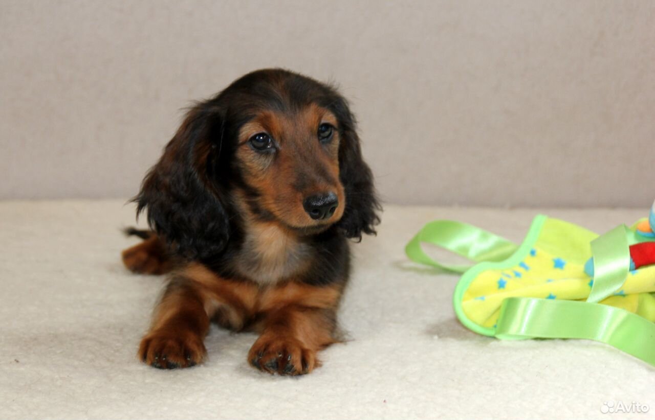 Мальчик длинношерстный кроличий\мини