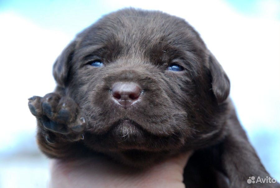 Лабрадор мальчик шоколадный 1,5 мес. РКФ