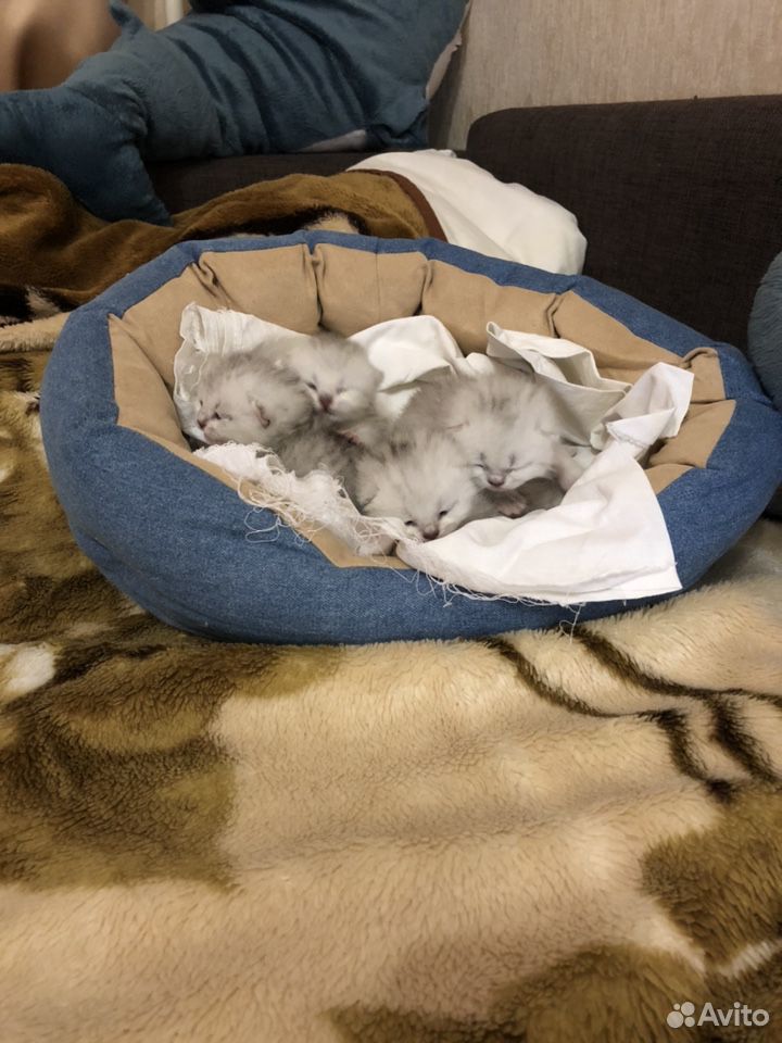 Британские котята