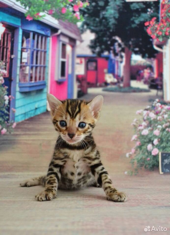 Шикарный мальчик