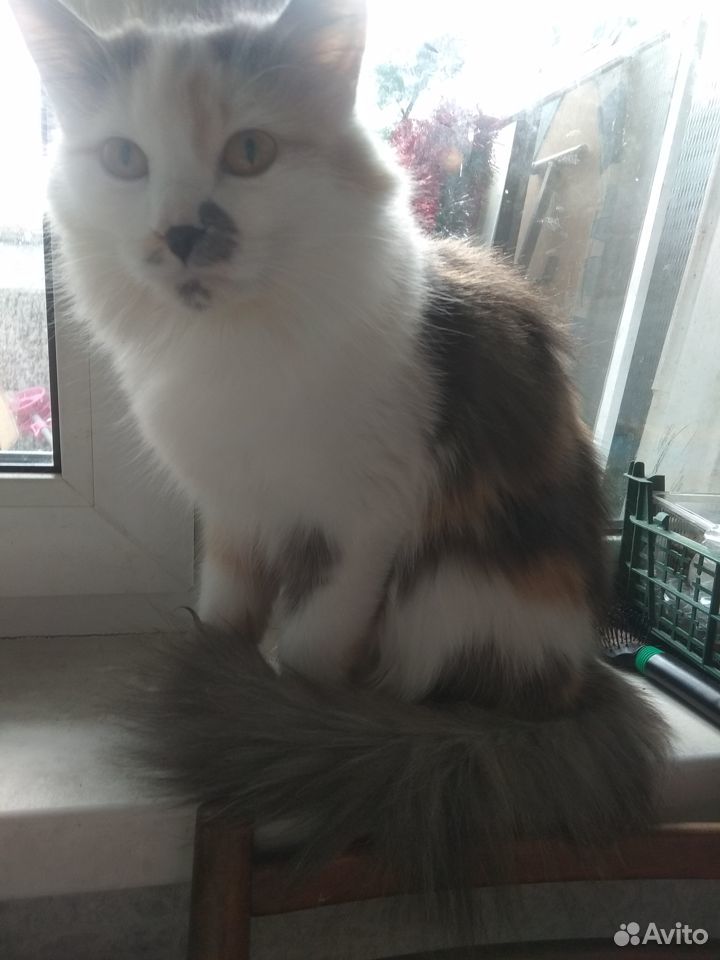 Отдам кошечку