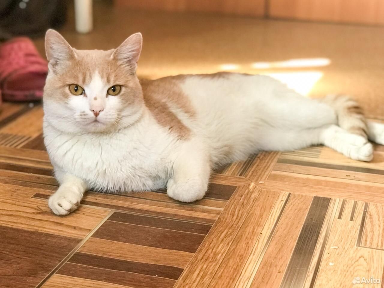 Молодой, позитивный котик Персик