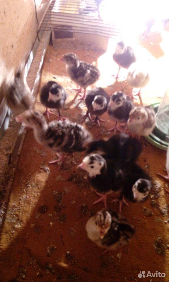 Индюшата домашние цветные