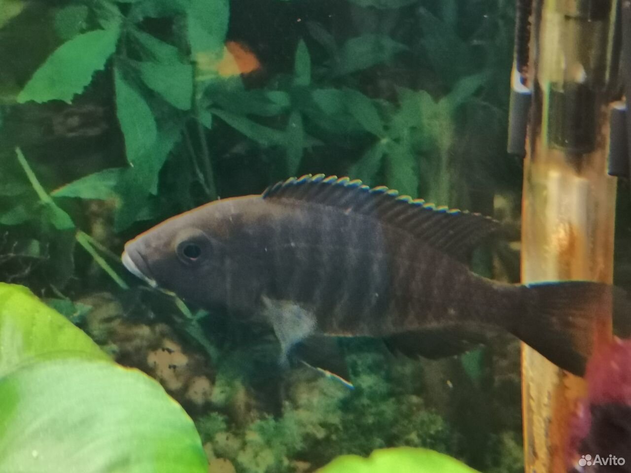 Цихлиды васильковые