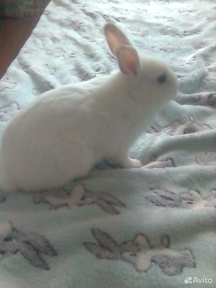 Декоративный кролик