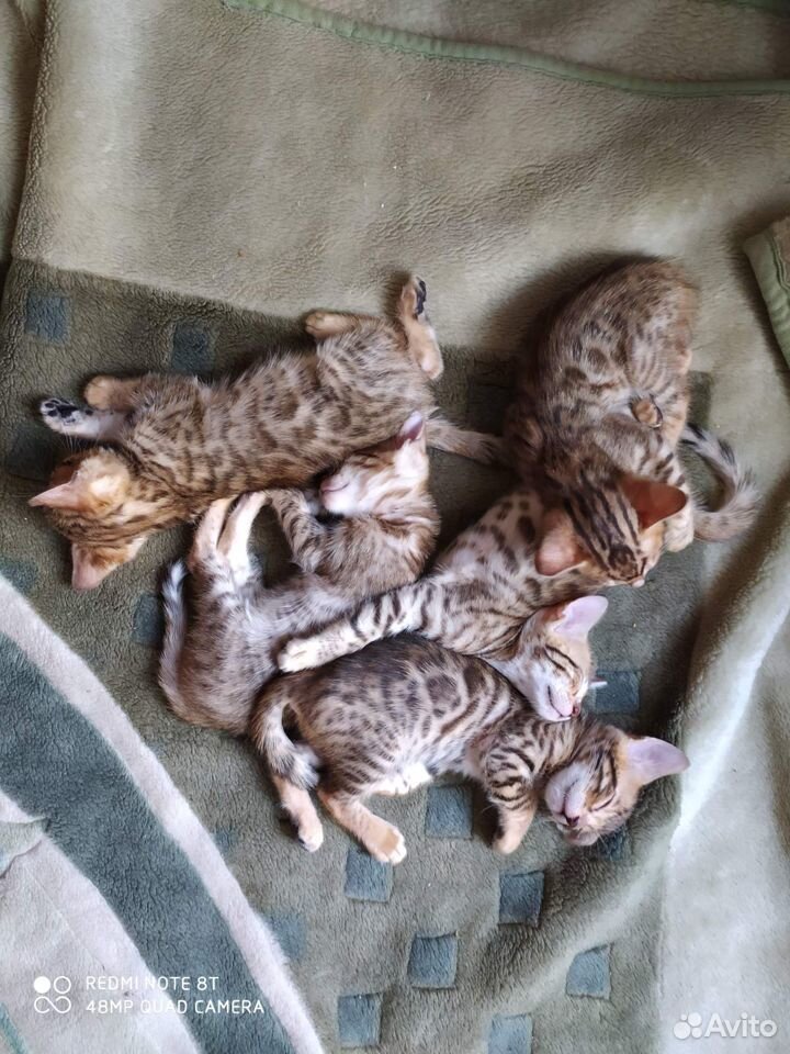 Бенгальские котята