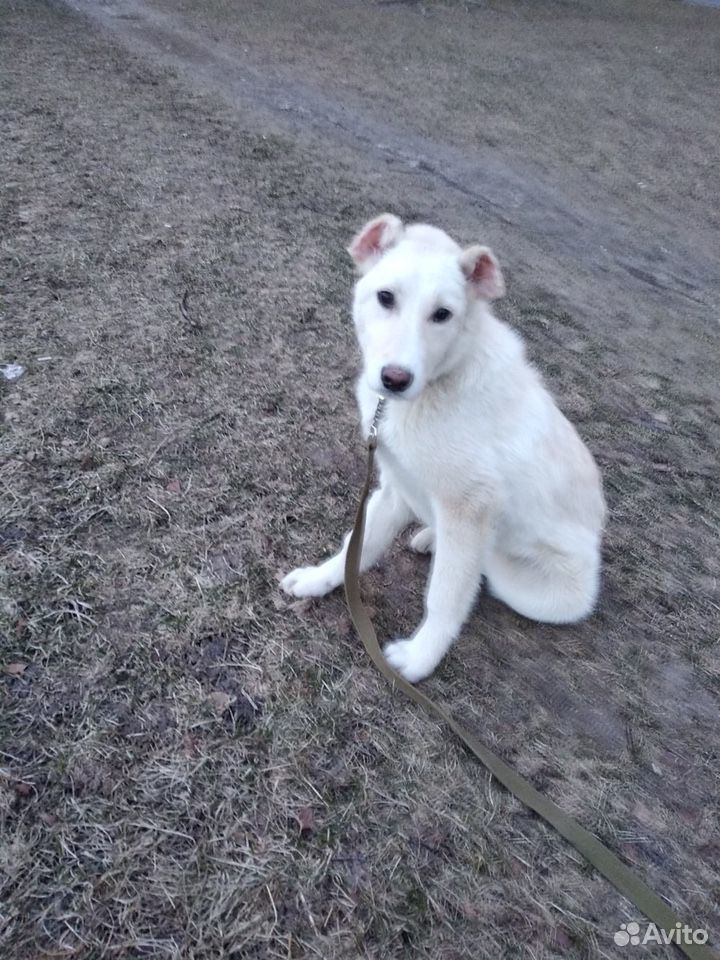 Собака Лайза