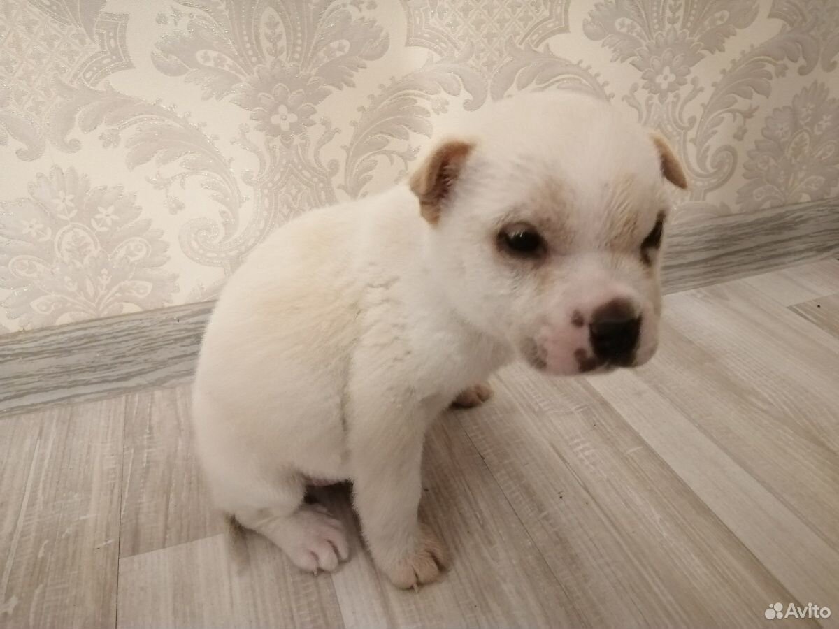 Щенок собака