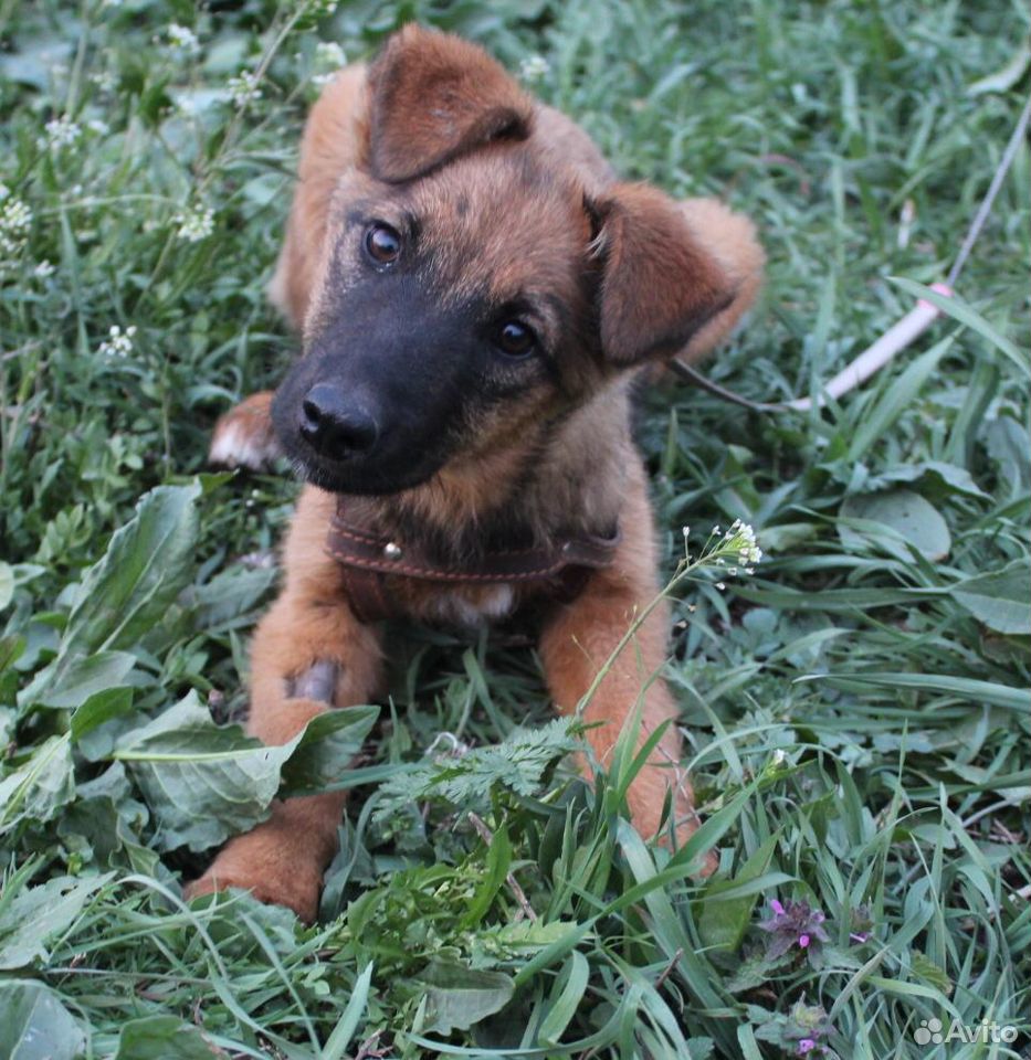 Ищет дом щенок не крупной Собачки Прада