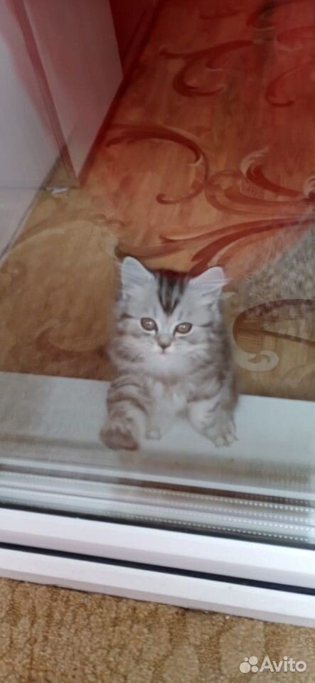 Шотландский котик