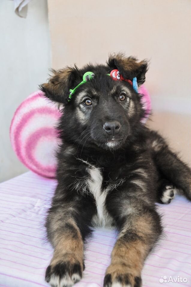 Милый щенок девочка в дар