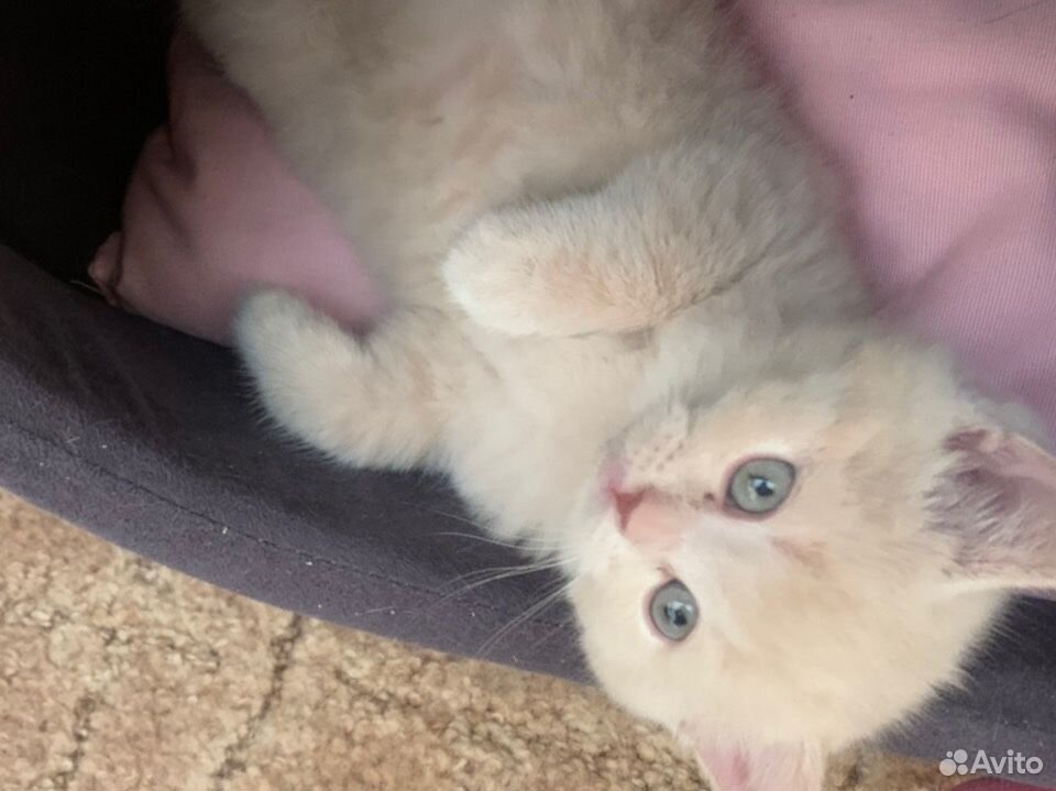 Британский котик