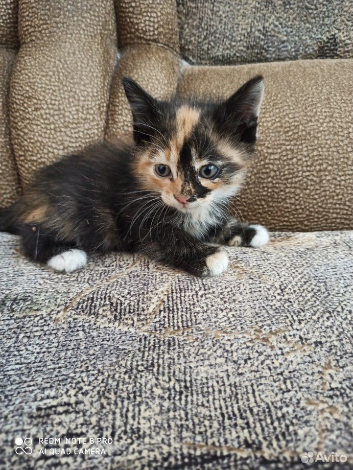 Котенок 1.5мес ищет семью
