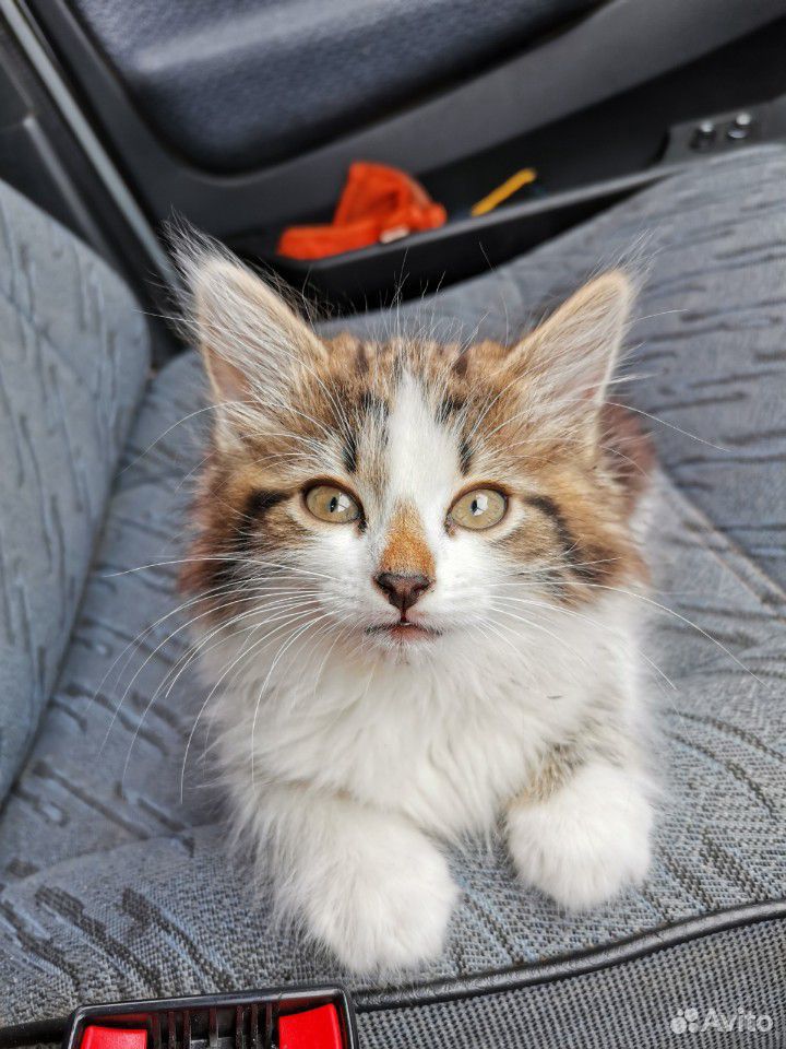 Кошка