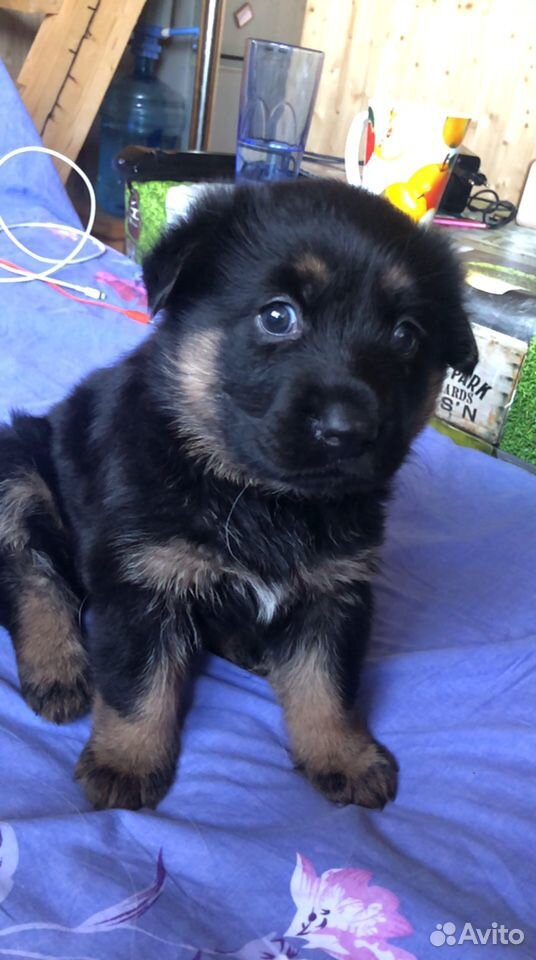 Щенок немецкой овчарки-девочка;)