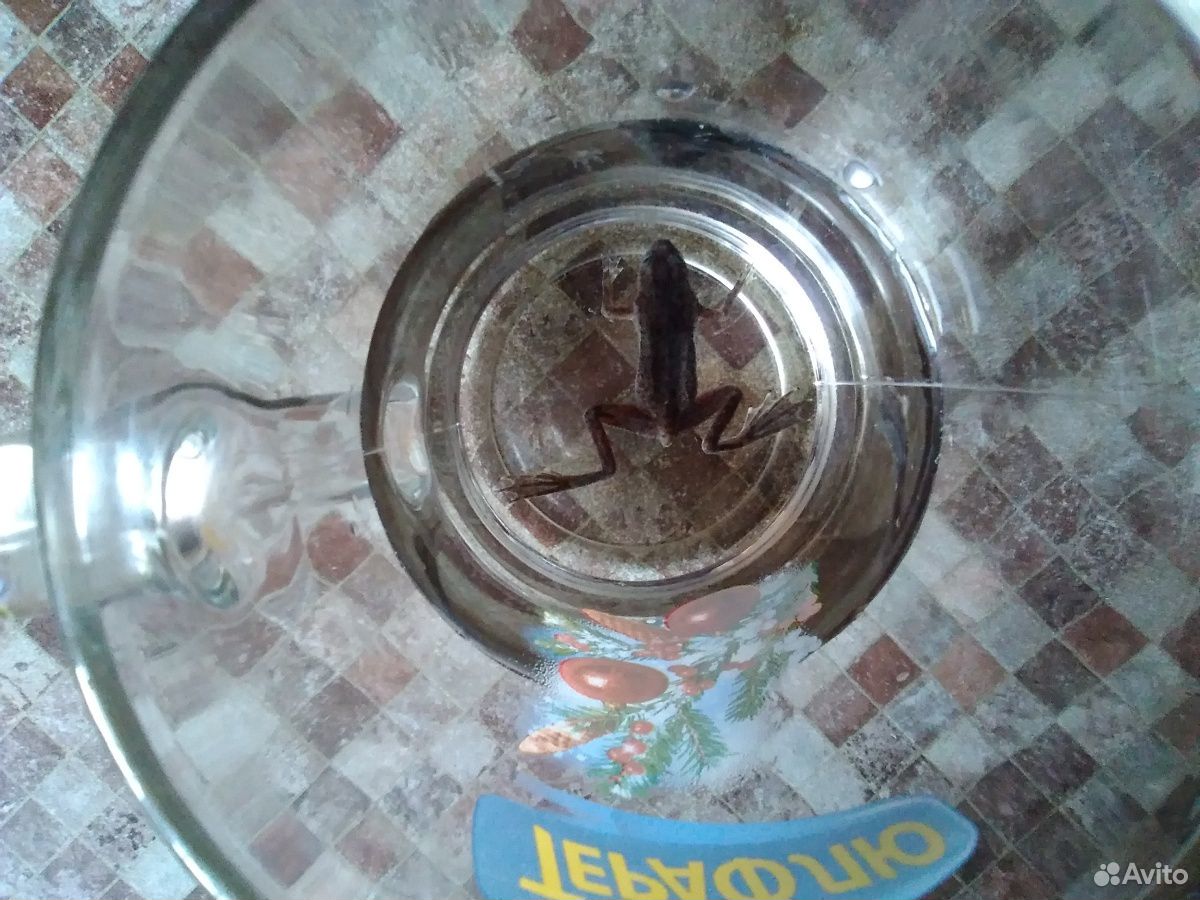 Лягушка