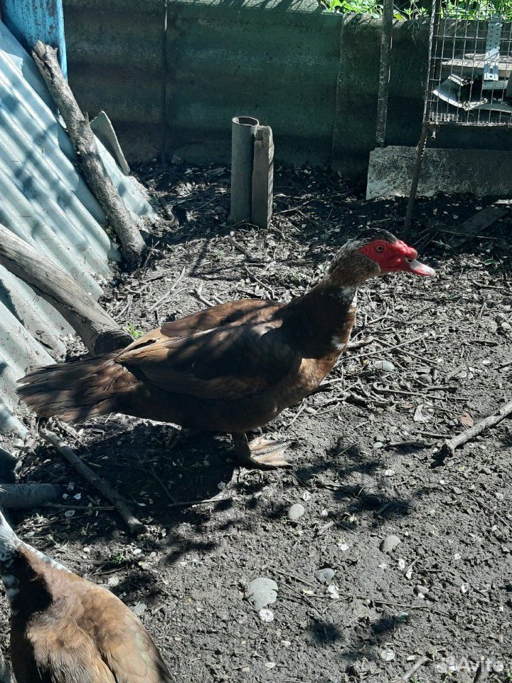 Индо-утка селезень