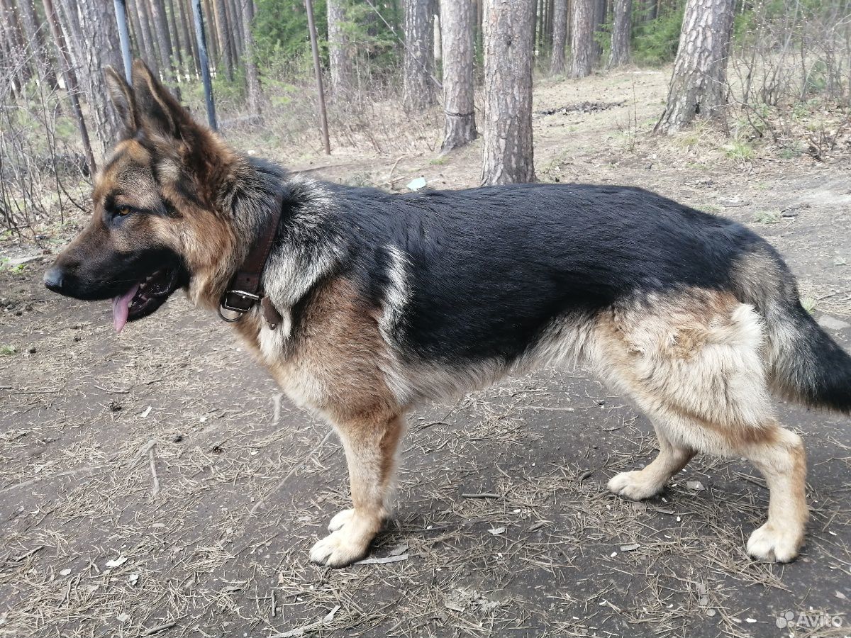 Немецкая овчарка для вязки