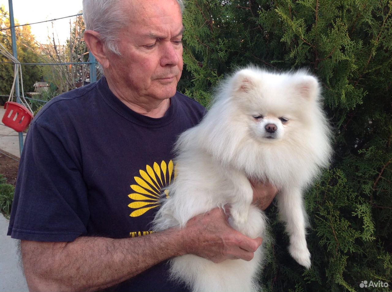 Вязка собак (шпиц/бигль)