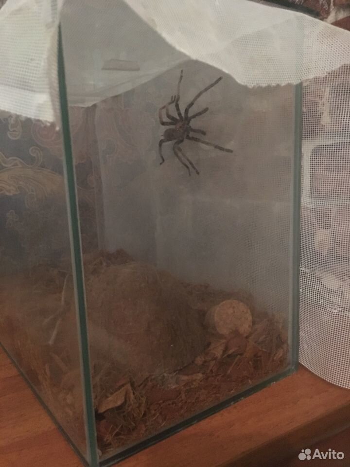 Паук птицеед