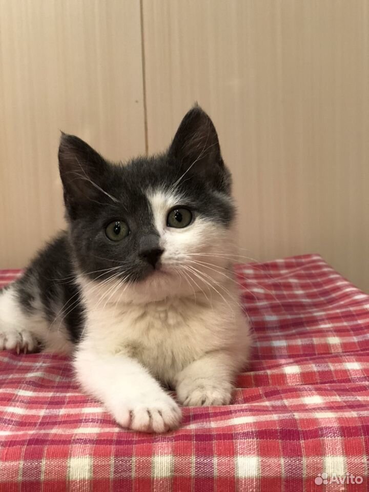 Котенок мальчик 2 мес