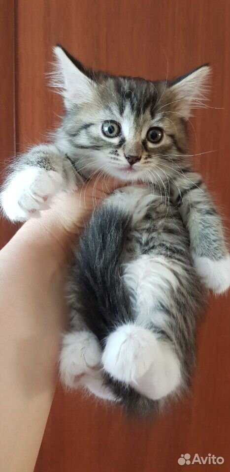 Котенок девочка 1,5мес сибирская метиска
