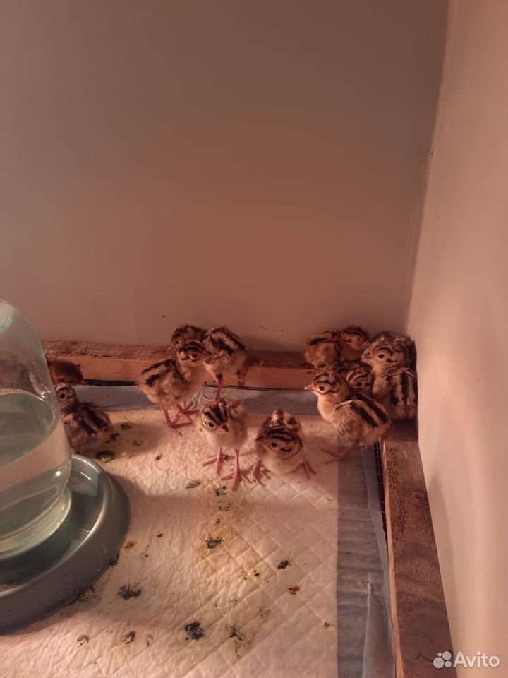 Цыплята Фазана