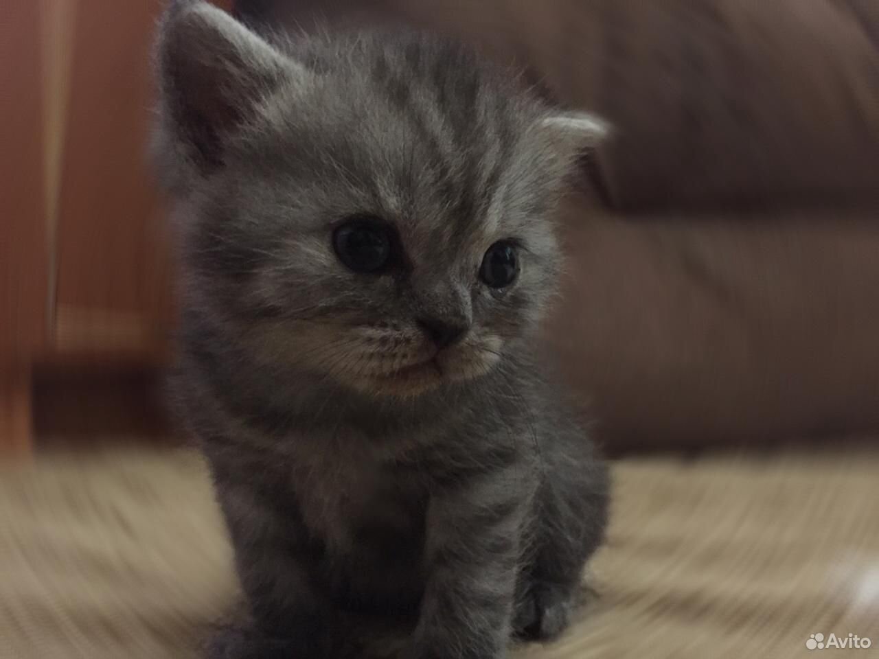Шотландская девочка