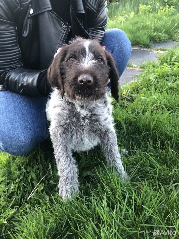 Щенок дратхар охотничья мальчик