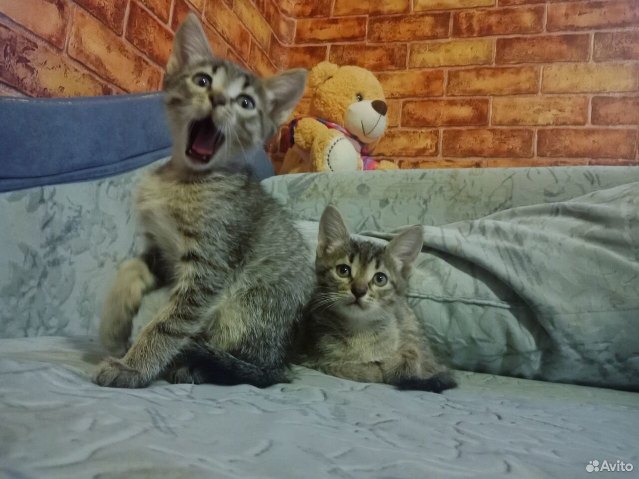 Котята - Братья близнецы